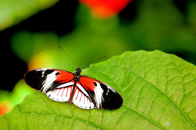 Piano Key Butterfly Upper Side Green Leaf Aviary Stock Photos - Free ...