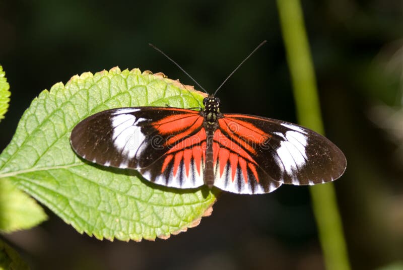 Piano Key Butterfly (Heliconius Melpomene). Picture Image: 8029015