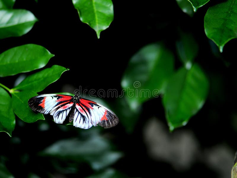 Piano Key Butterfly Upper Side Green Leaf Aviary Stock Photos - Free ...