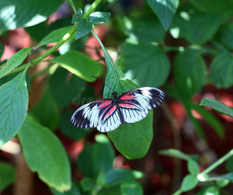 Piano Key Butterfly stock image. Image of black, white - 53990957