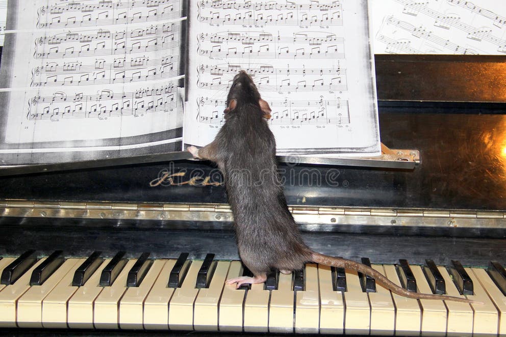 The piano rat stock photo. Image of look, grey, piano - 255155952