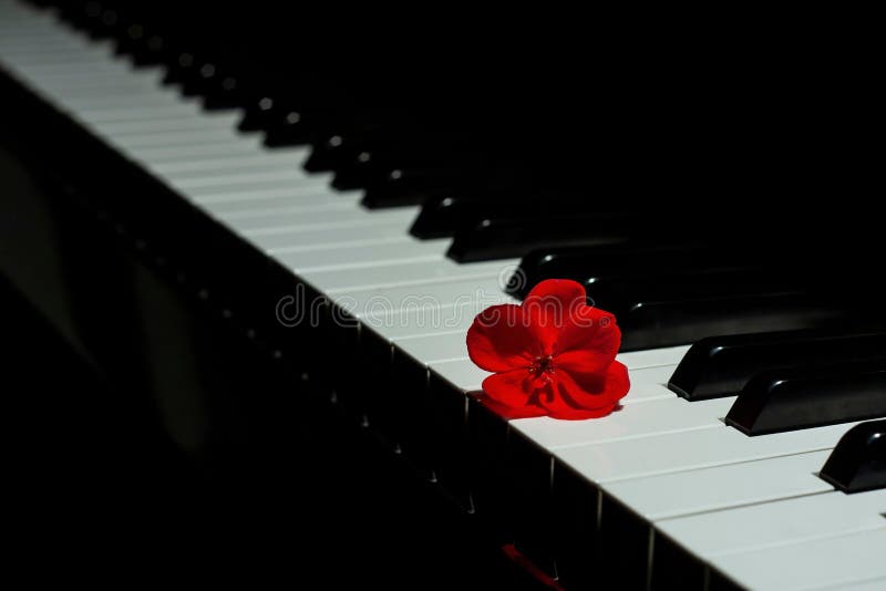 Piano with a Red Geranium Flower Stock Image - Image of pelargonium ... Piano with a Red Geranium Flower Stock Image - Image of pelargonium ...