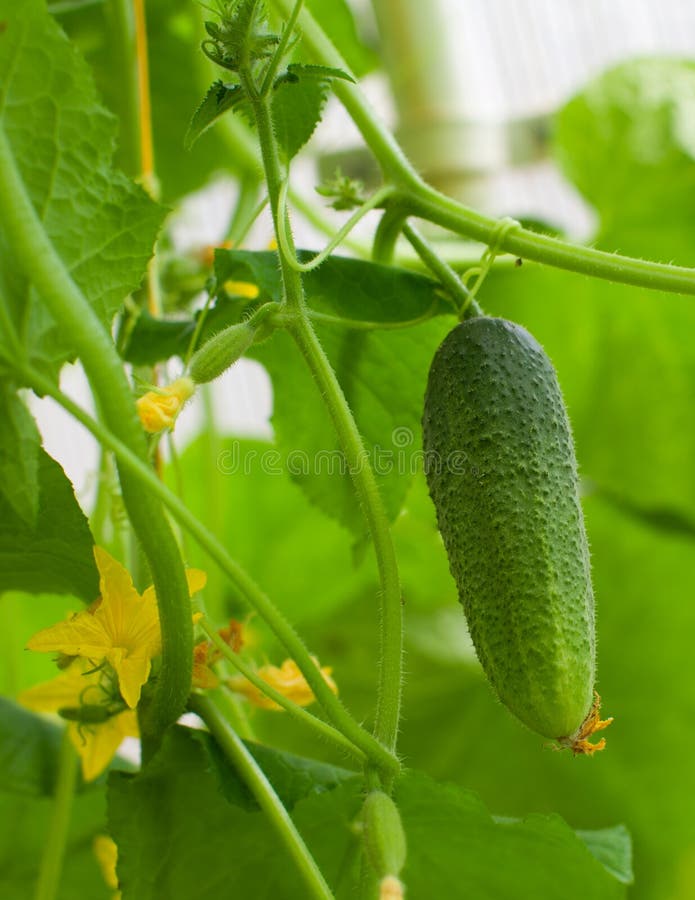 PIANTA 2 DEL CETRIOLO immagine stock. Immagine di organico - 20446479