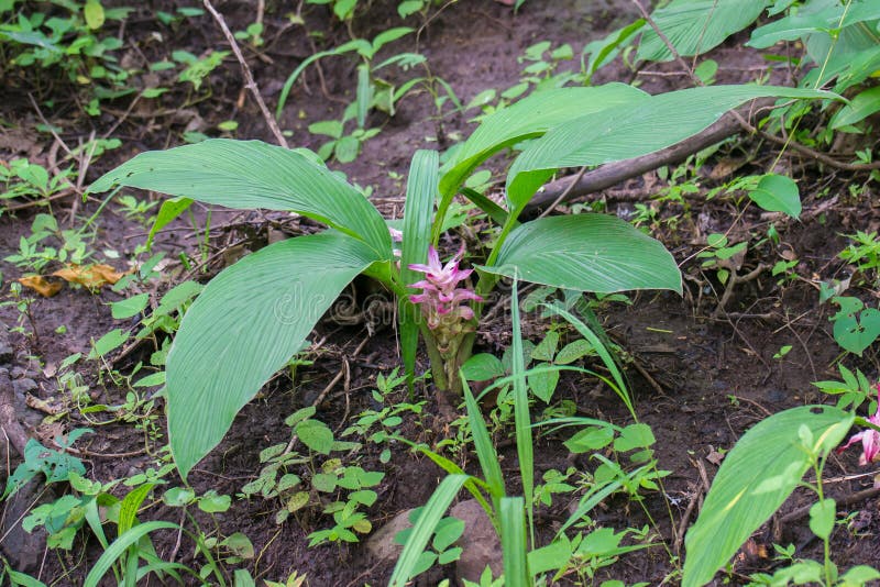 Pianta della curcuma fotografia stock. Immagine di salute - 3139488