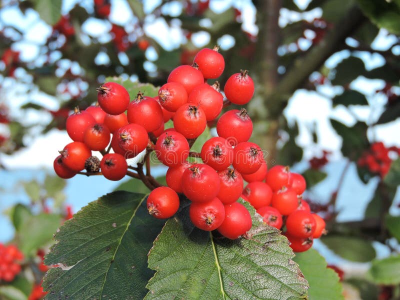 Pianta Con Le Bacche Rosse, Lituania Della Sorba Fotografia Stock ...