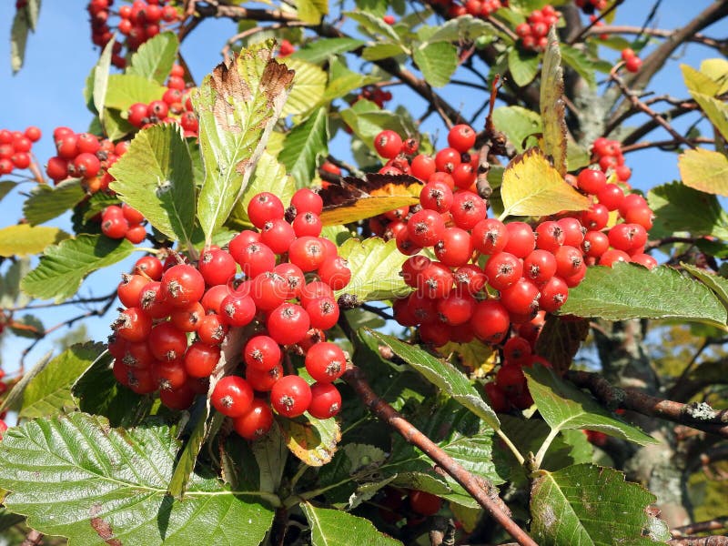 Pianta Con Le Bacche Rosse, Lituania Della Sorba Fotografia Stock ...