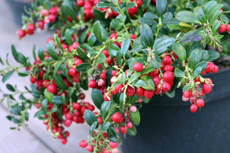 Pianta con le bacche rosse immagine stock. Immagine di greenery - 25370187
