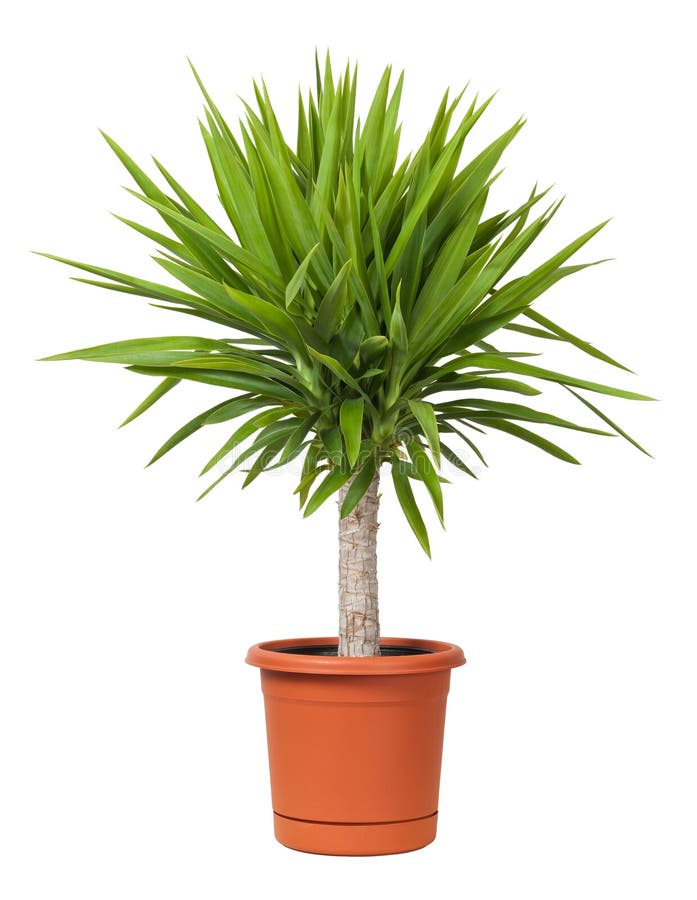 Pianta Di Yucca in Vaso Isolata Immagine Stock - Immagine di botanico ...