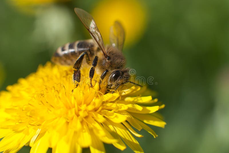 Ape Del Miele Dell'insetto Con Polline Sulle Sue Zampe Isolate Su ...
