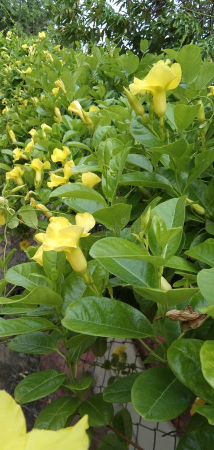 Pianta Da Giardino Di Allamanda Cathartica Immagine Stock - Immagine di ...