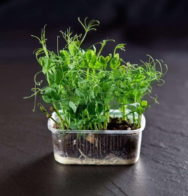 Pianta di piselli immagine stock. Immagine di freschezza - 32468463