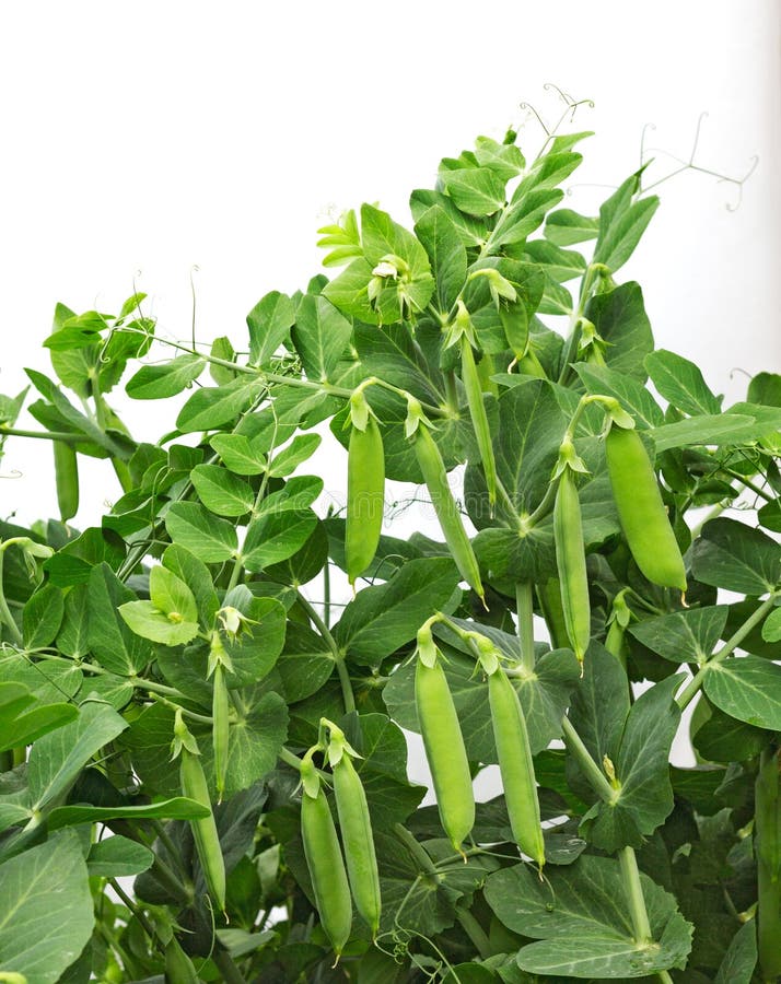 Piselli della pianta immagine stock. Immagine di pianta - 21710445