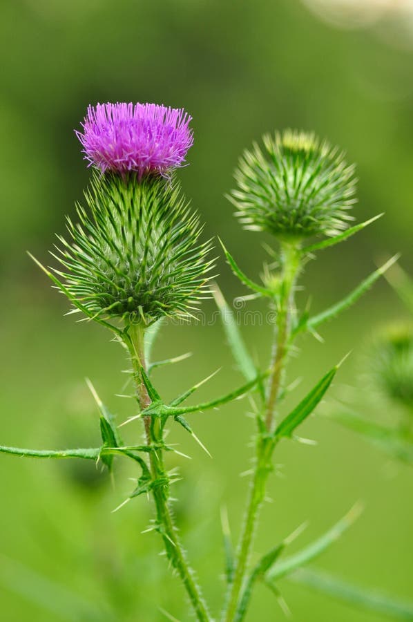 Pianta del cardo selvatico immagine stock. Immagine di petali - 36403257