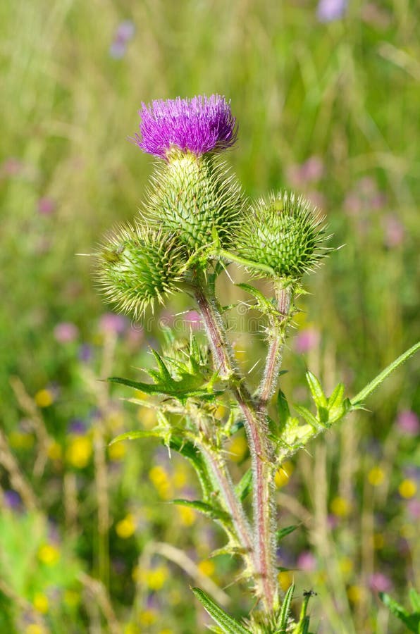 Pianta del cardo selvatico immagine stock. Immagine di prickle - 36403257