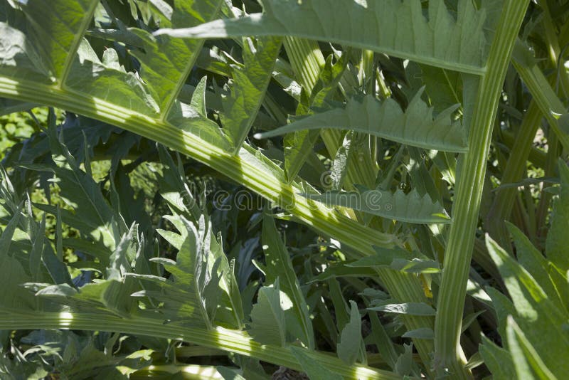 Pianta Del Cardone Nella Fine Della Fioritura Su Inoltre Conosciuto ...