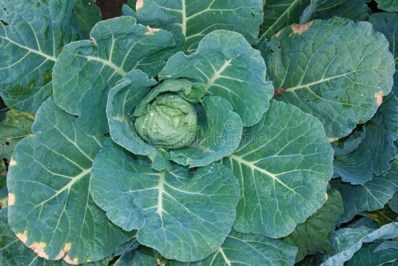Pianta del cavolo rosso fotografia stock. Immagine di estate - 14476190