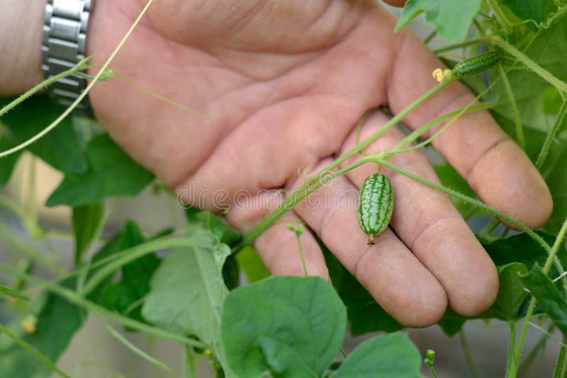 Pianta Del Cetriolo Di Mexikan Immagine Stock - Immagine di piccolo ...