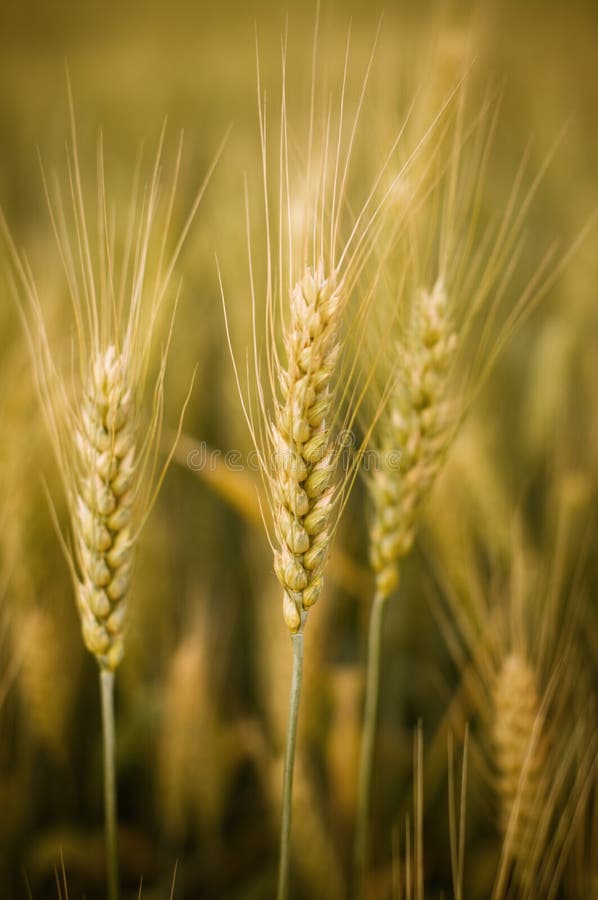 Pianta del frumento immagine stock. Immagine di podere - 10753763