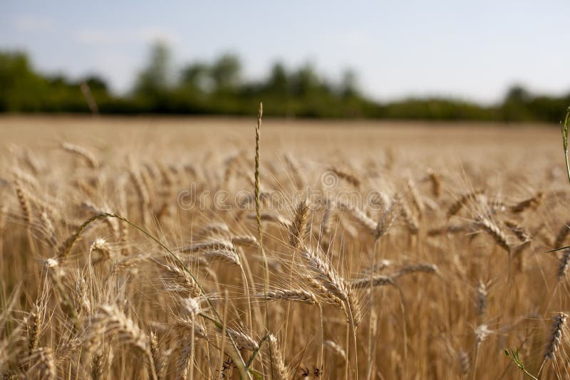 Pianta del grano immagine stock. Immagine di dorato, pane - 94796937