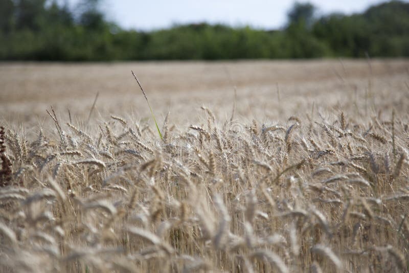 Pianta del grano immagine stock. Immagine di dorato, pane - 94796937