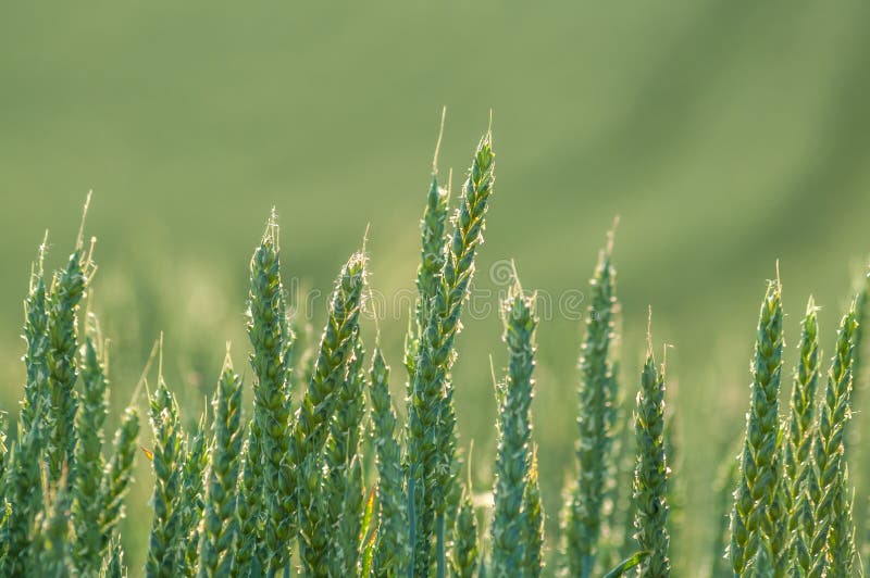 Pianta di grano nel campo fotografia stock. Immagine di seme - 137029778