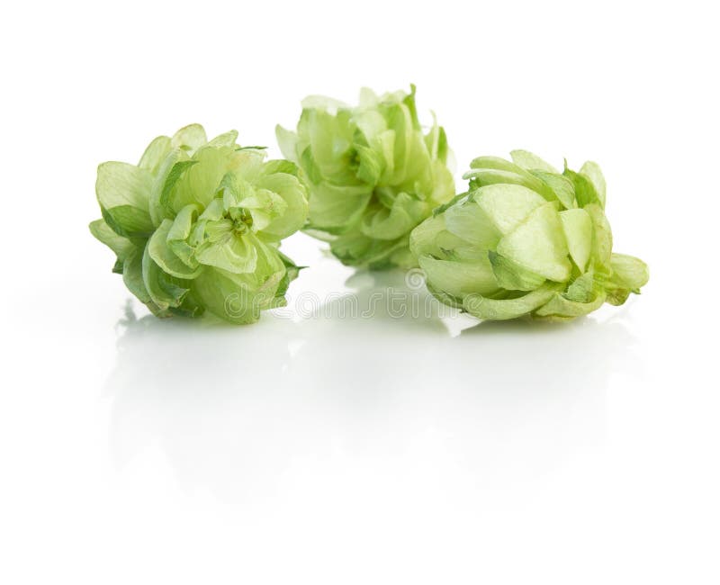 Pianta del luppolo immagine stock. Immagine di luppolo - 33569217