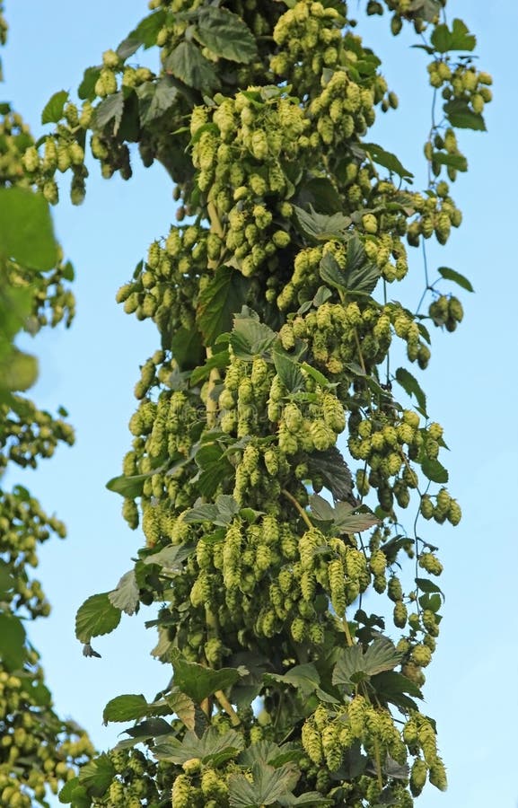 Pianta Del Luppolo Contro Cielo Blu Immagine Stock - Immagine di ...