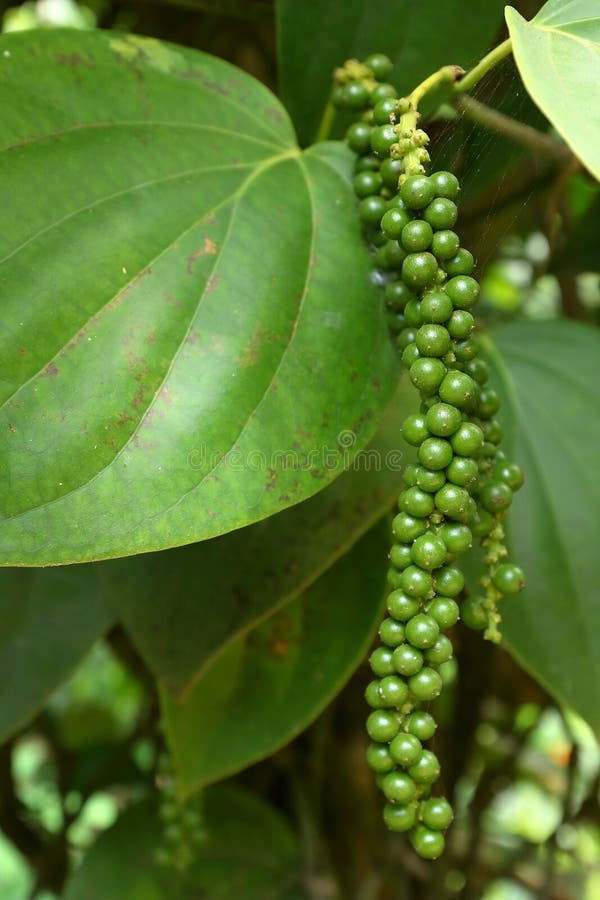 Pianta Del Pepe Nero Nello Sri Lanka Immagine Stock - Immagine di asia ...