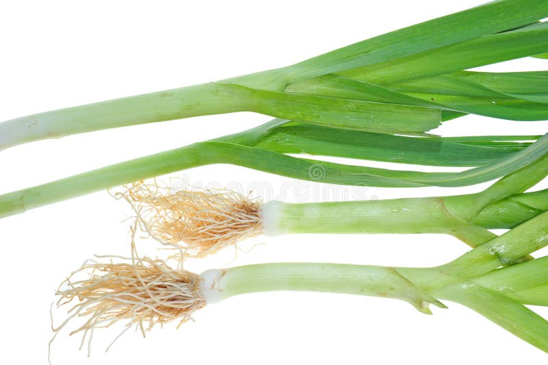 Radici del porro fotografia stock. Immagine di sano, alimento - 1241860