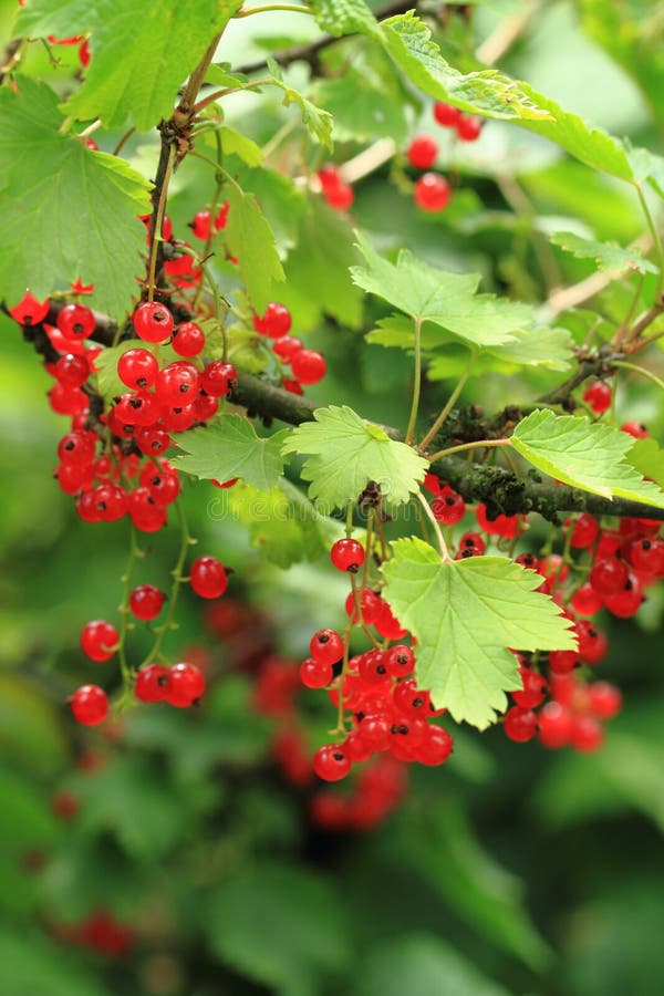 Pianta Del Ribes Con I Frutti Fotografia Stock - Immagine di ribes ...