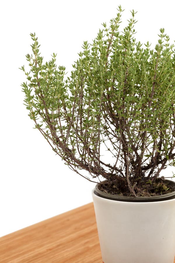 Pianta del timo fotografia stock. Immagine di sfondo - 41261802