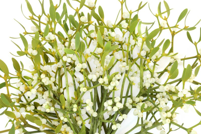 Pianta Del Vischio Su Un Albero Di Betulla Fotografia Stock - Immagine ...