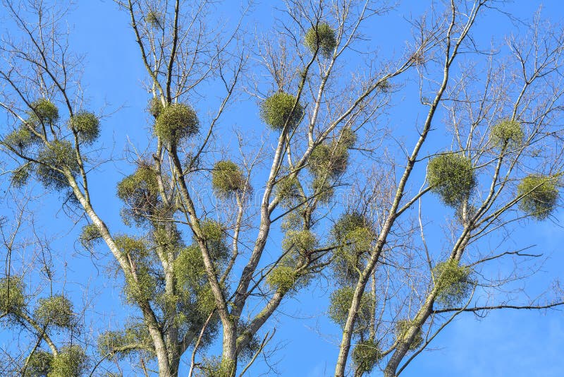 Pianta del vischio fotografia stock. Immagine di pianta - 54915596