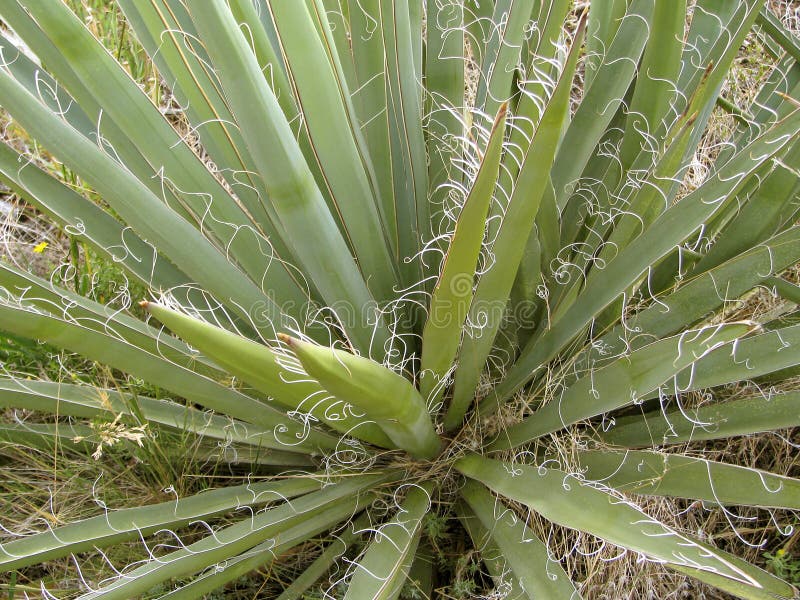 Pianta del Yucca immagine stock. Immagine di yucca, pianta - 6651063