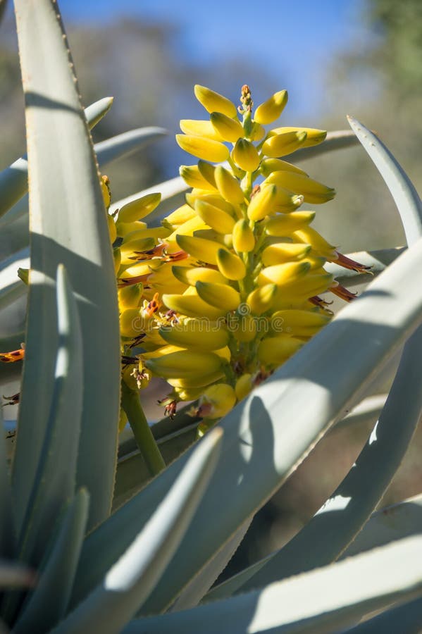 Pianta Dell'agave Con Il Fiore Giallo Fotografia Stock - Immagine di ...