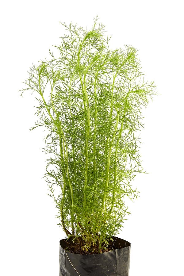 Pianta dell'aneto immagine stock. Immagine di spezia - 79948745