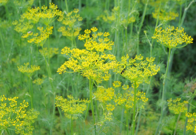 Pianta Dell'aneto, Graveolens Del Anethum Fotografia Stock - Immagine ...