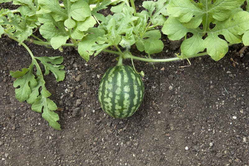 Fila Della Pianta Dell'anguria in Serra Immagine Stock - Immagine di ...