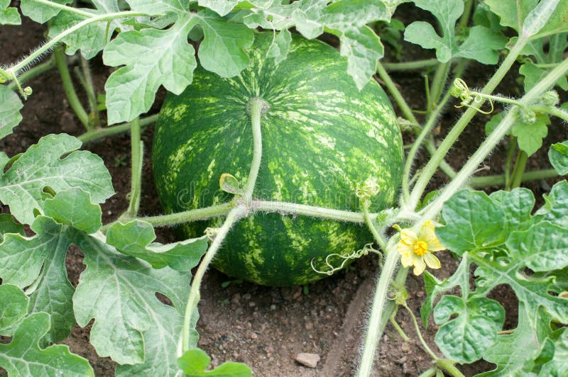 Pianta Dell'anguria Nel Giardino Immagine Stock - Immagine di giardino ...
