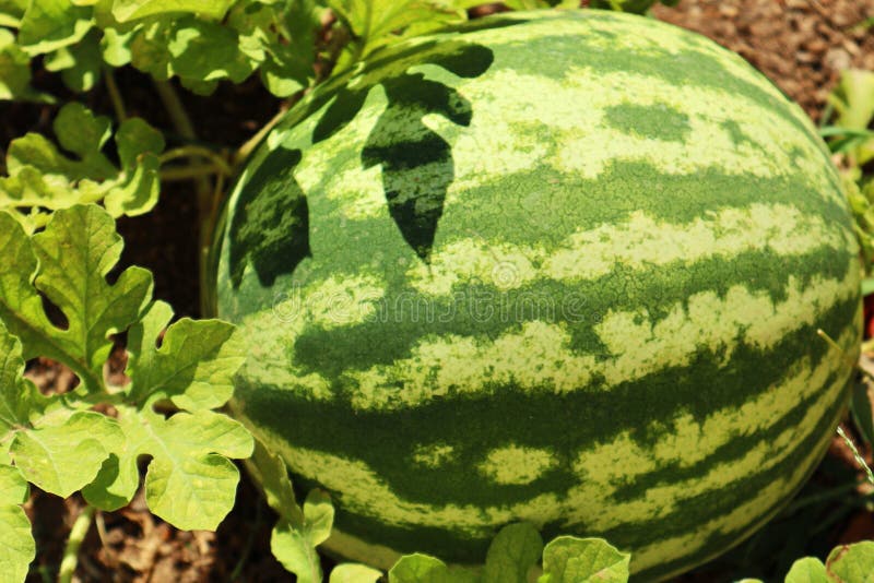 Pianta Dell'anguria Nel Giardino Immagine Stock - Immagine di giardino ...