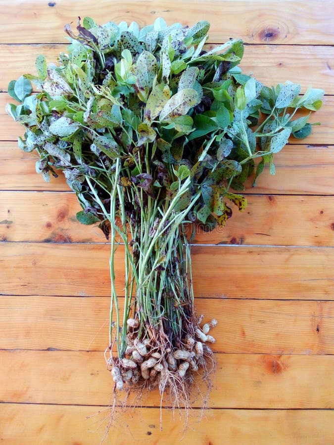 UNA PIANTA DELL'ARACHIDE immagine stock. Immagine di verde - 61464713