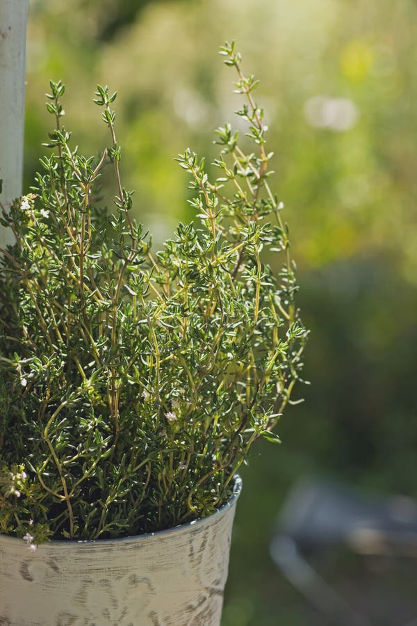 Pianta Dell'erba Del Timo in Vaso Fotografia Stock - Immagine di fiore ...