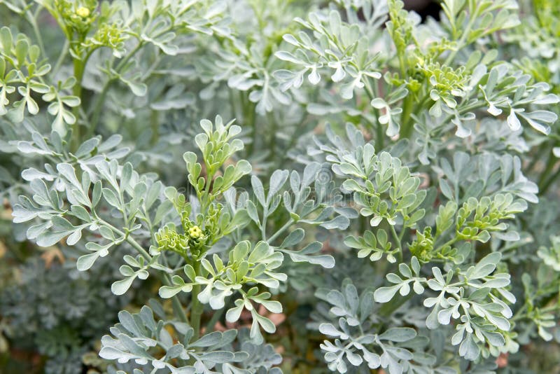 Pianta amara dell'erba fotografia stock. Immagine di mucchio - 25947570