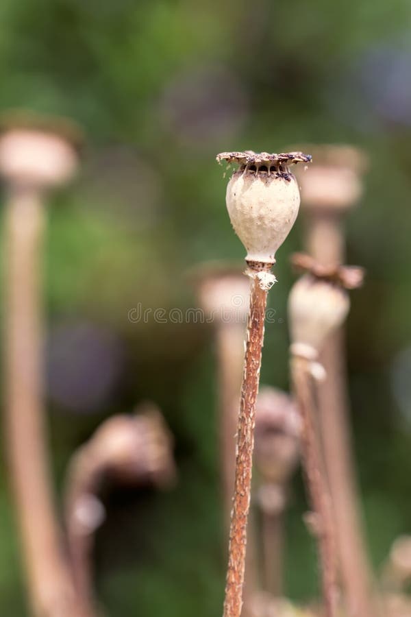 Pianta dell'oppio immagine stock. Immagine di gambo, semi - 30850173