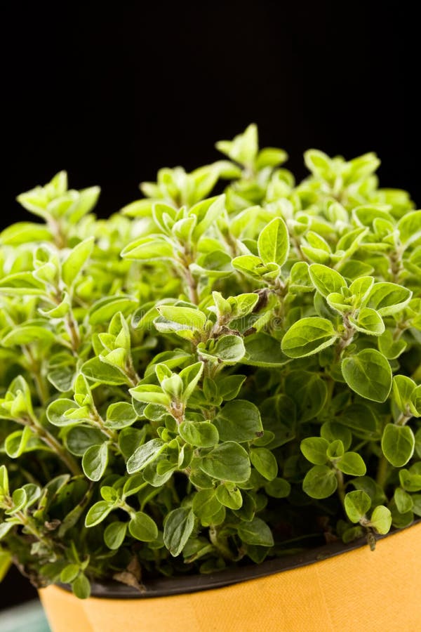 Pianta Dell'origano in Vaso Fotografia Stock - Immagine di erba, pianta ...