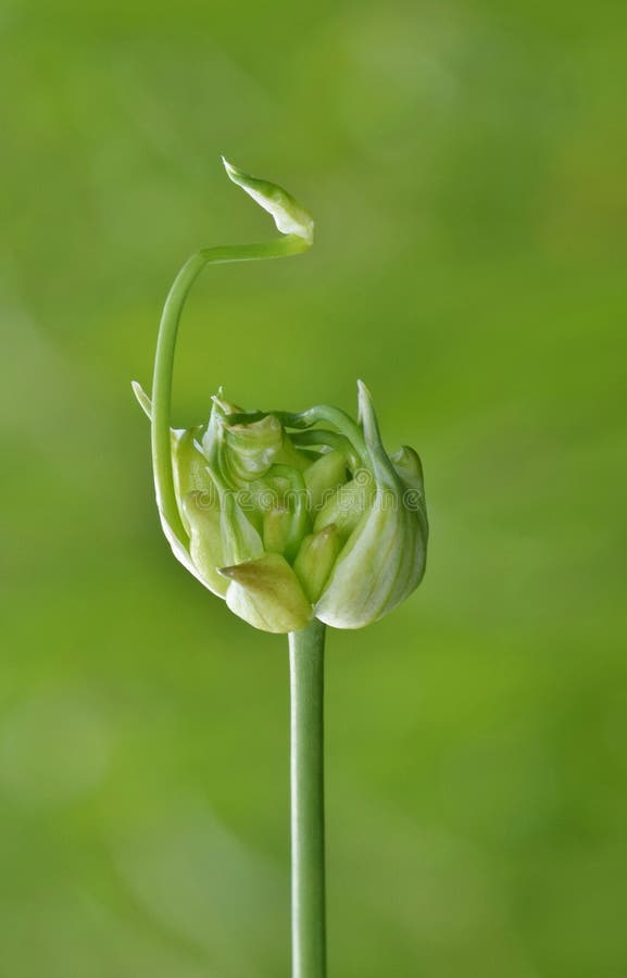Pianta Della Cipolla Selvatica Che Forma I Germogli Immagine Stock ...