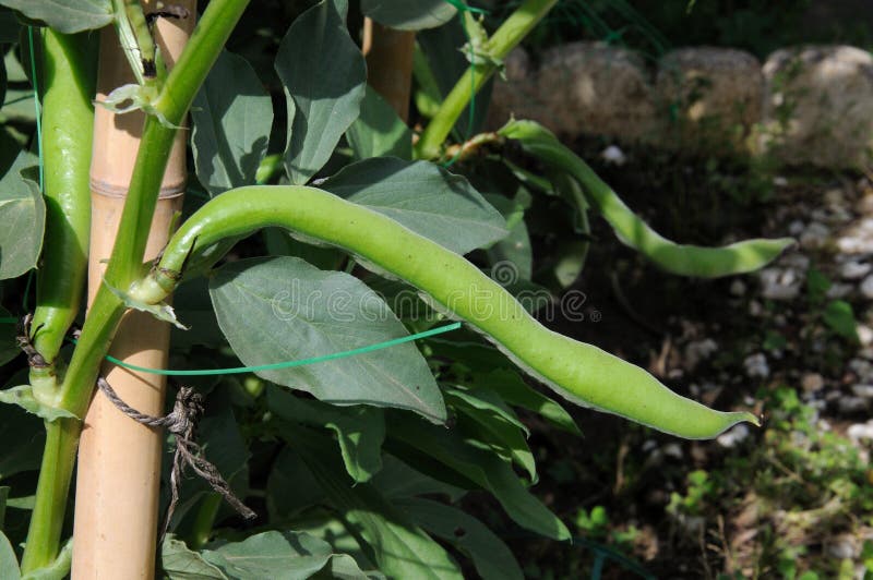 Pianta Della Fava in Fiore. Immagine Stock - Immagine di reticolato ...