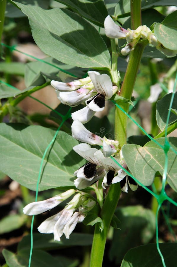 Pianta Della Fava in Fiore. Immagine Stock - Immagine di reticolato ...