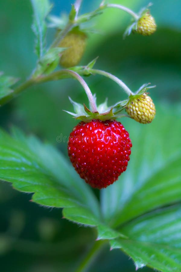 Foglia Della Pianta Di Fragola Fotografia Stock - Immagine di agricolo ...