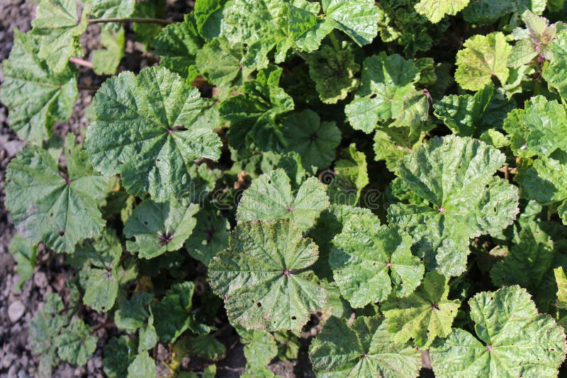 Pianta Della Malva Comune (Malva Sylvestris) Fotografia Stock ...